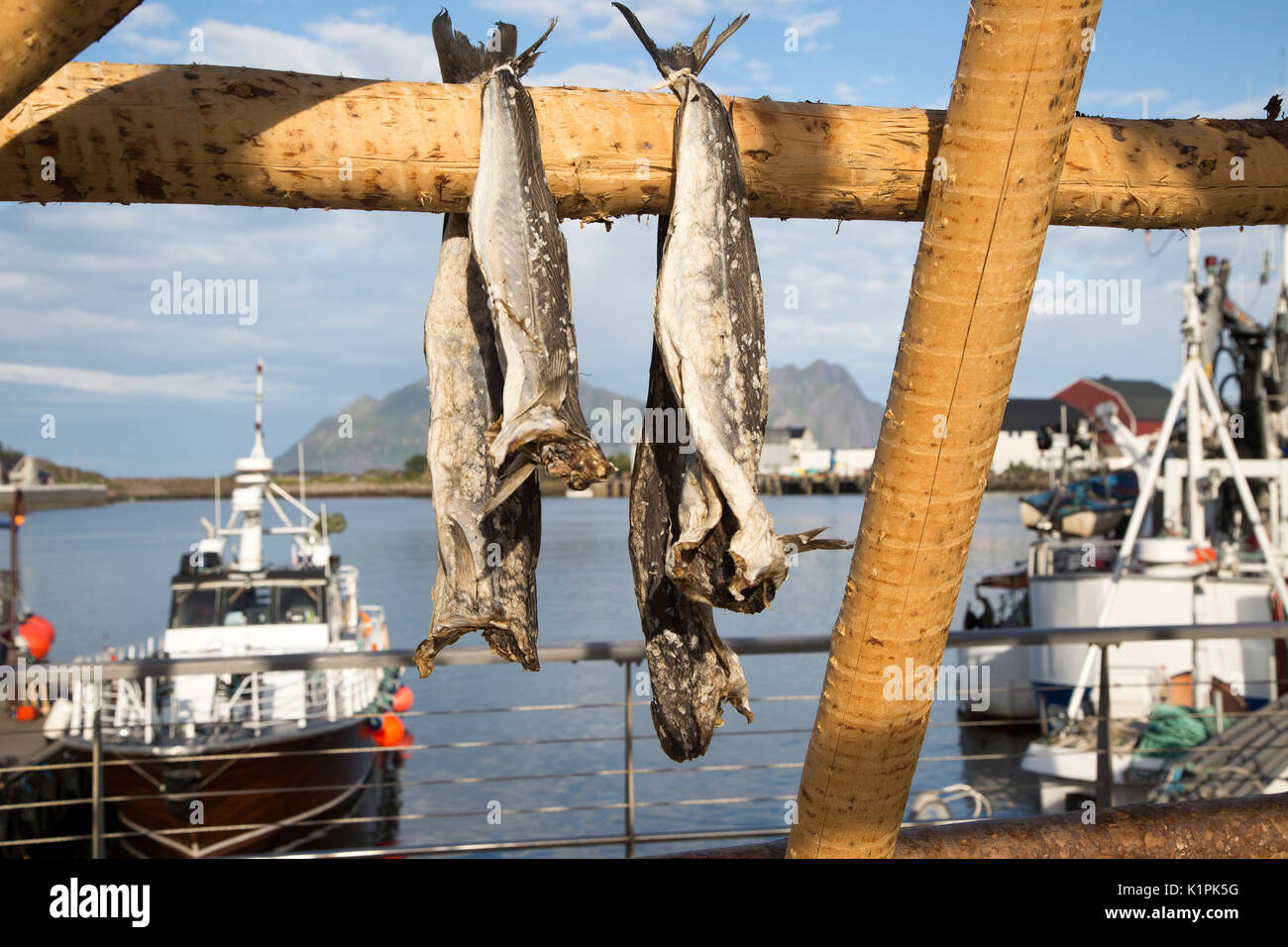 Cod fish drying outside on wooden pole, Svolvaer, Lofoten Islands ...