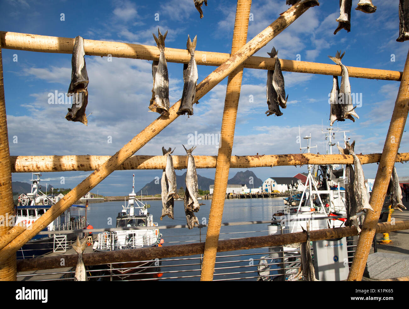Cod fish drying outside on wooden pole, Svolvaer, Lofoten Islands ...