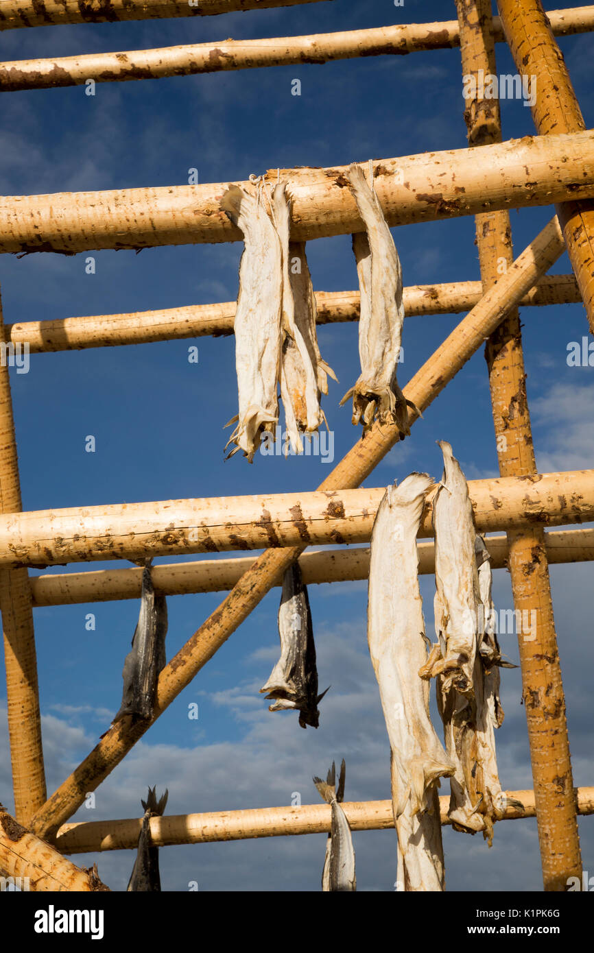 Cod fish drying outside on wooden pole, Svolvaer, Lofoten Islands ...