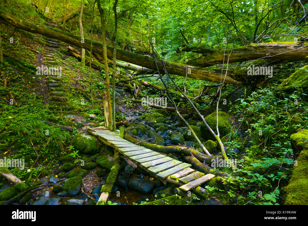 overgrowth ravine in the forest Stock Photo - Alamy