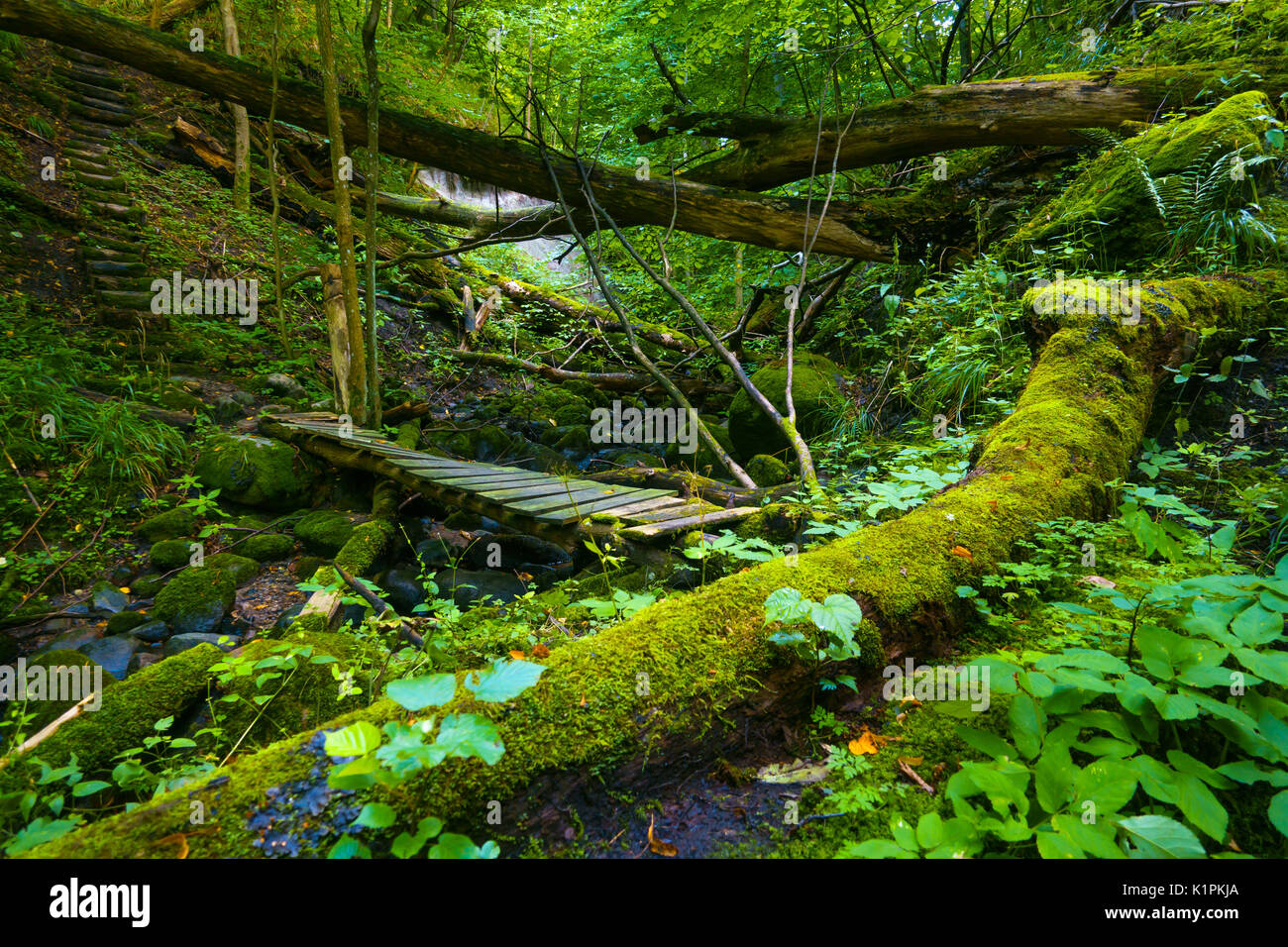 overgrowth ravine in the forest Stock Photo - Alamy