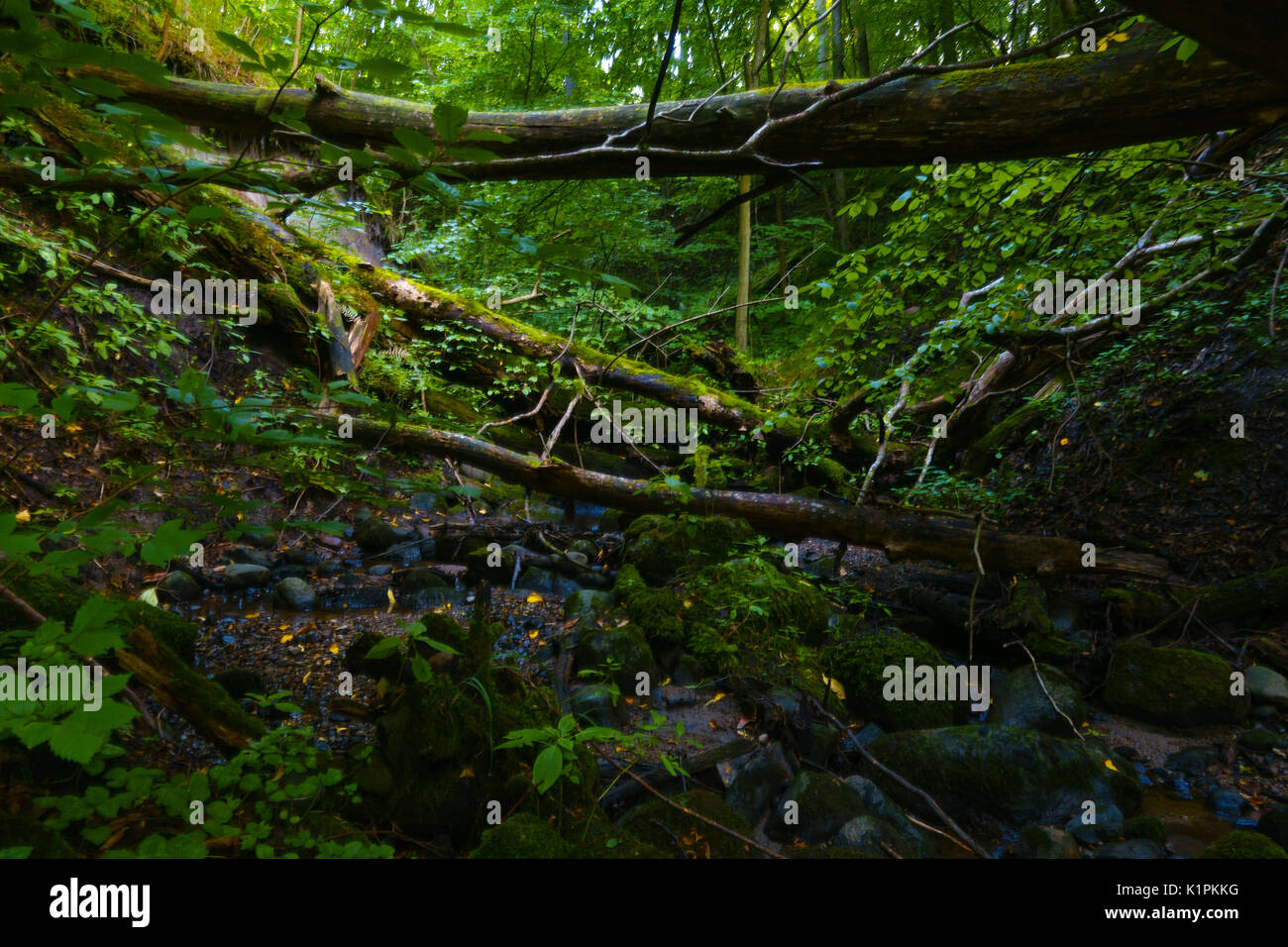 Fallen tree in taiga forest hi-res stock photography and images - Alamy