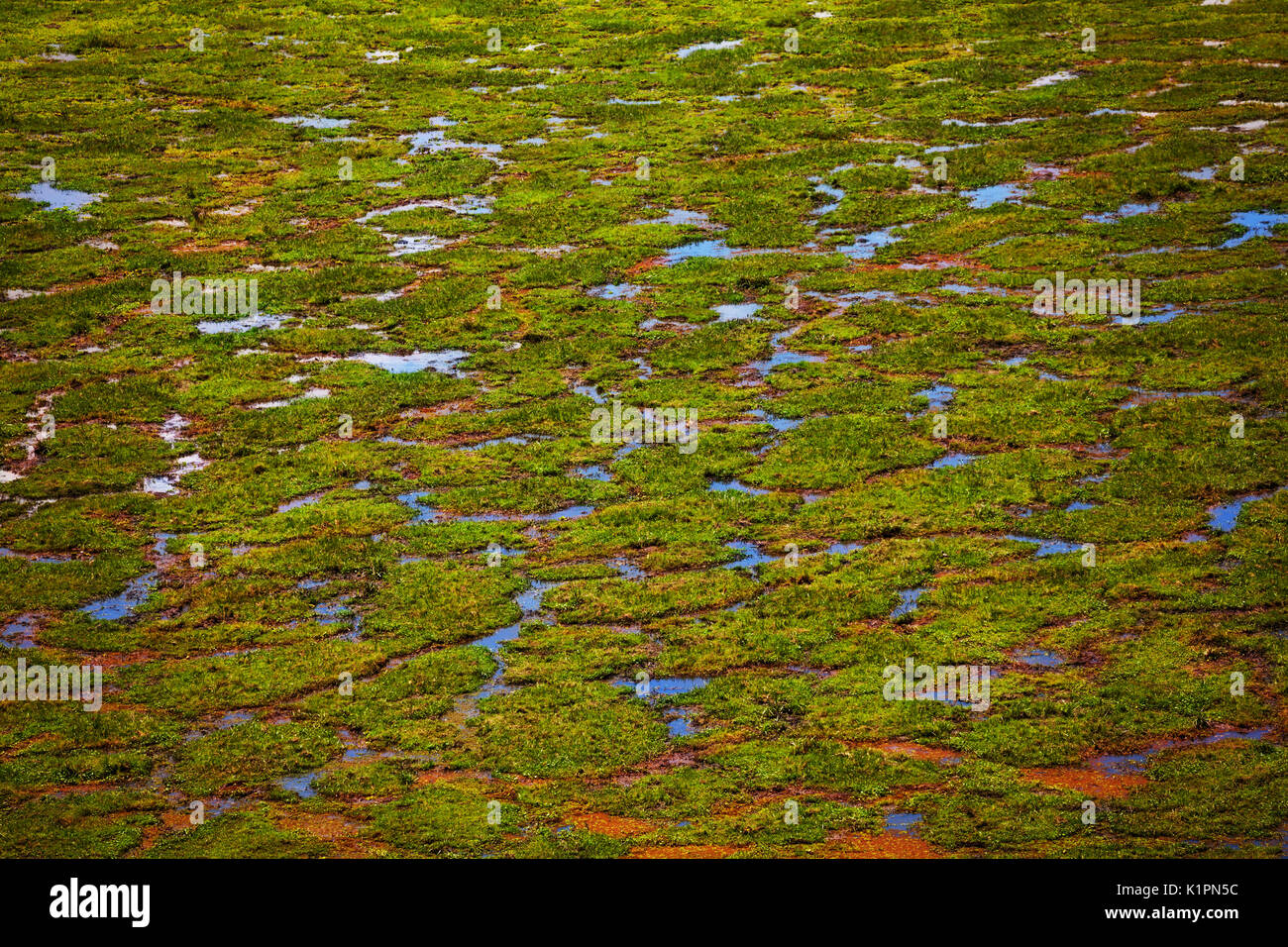 Top view picture of marshy area with puddles and sparse vegetation ...