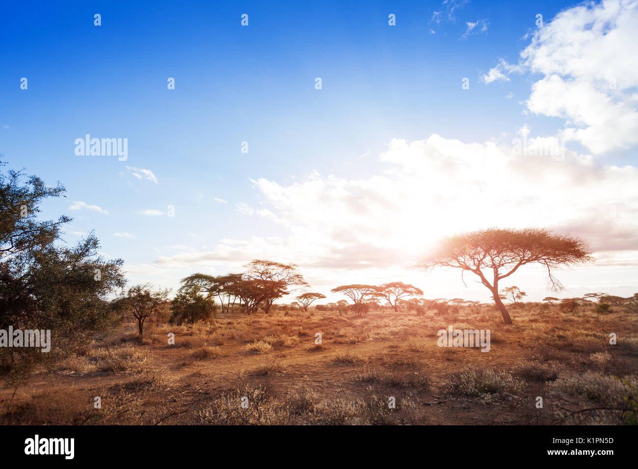 Landscapes of dry and arid African savannah with acacia trees Stock ...