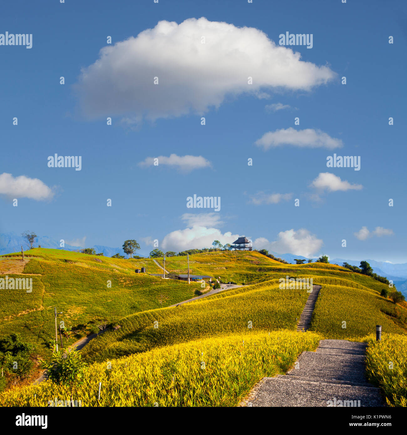 The Orange daylily flower at sixty stone mountain, Fuli, Hualien ...