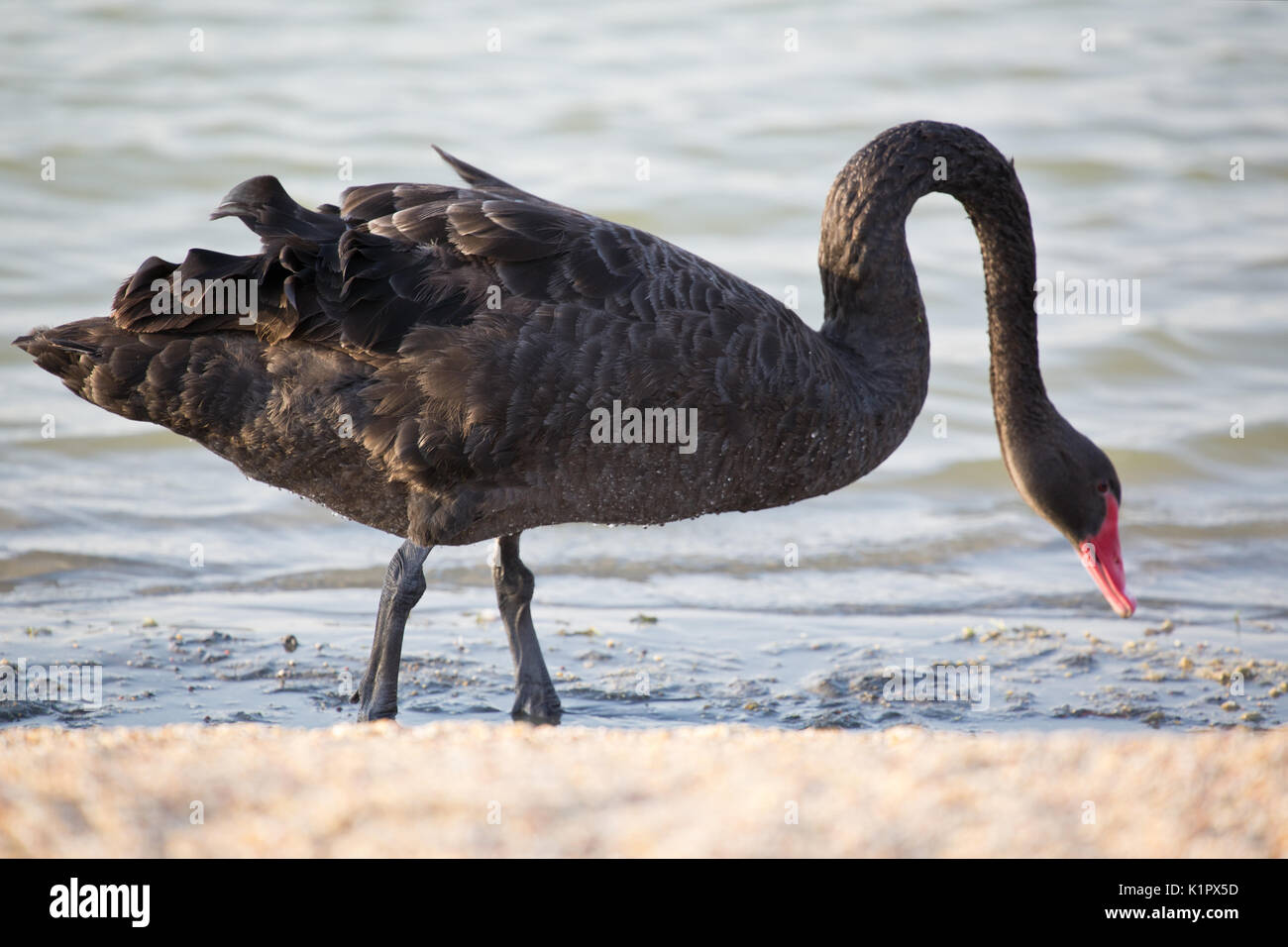 Heraldry swan hi-res stock photography and images - Alamy