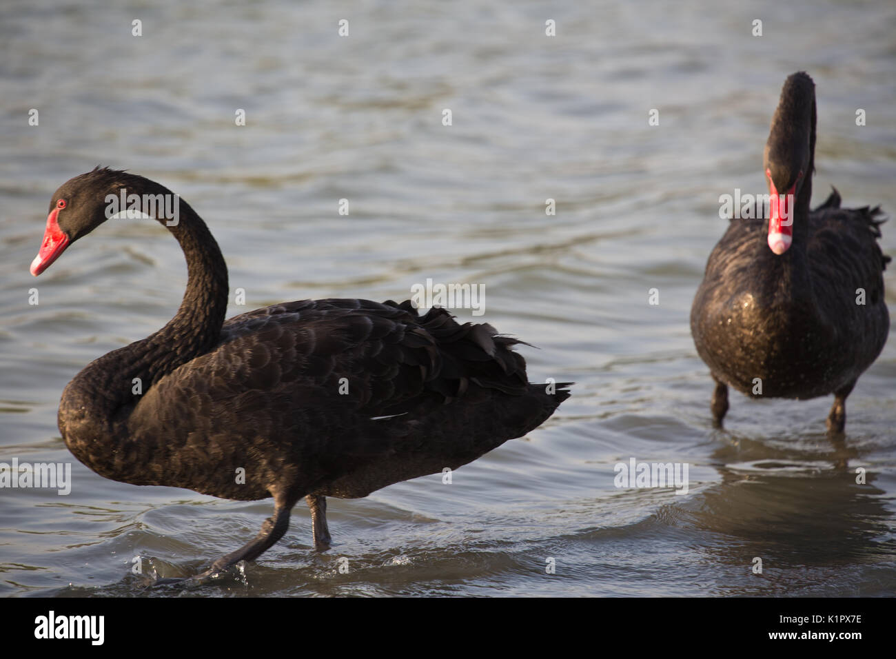 Heraldry swan hi-res stock photography and images - Alamy