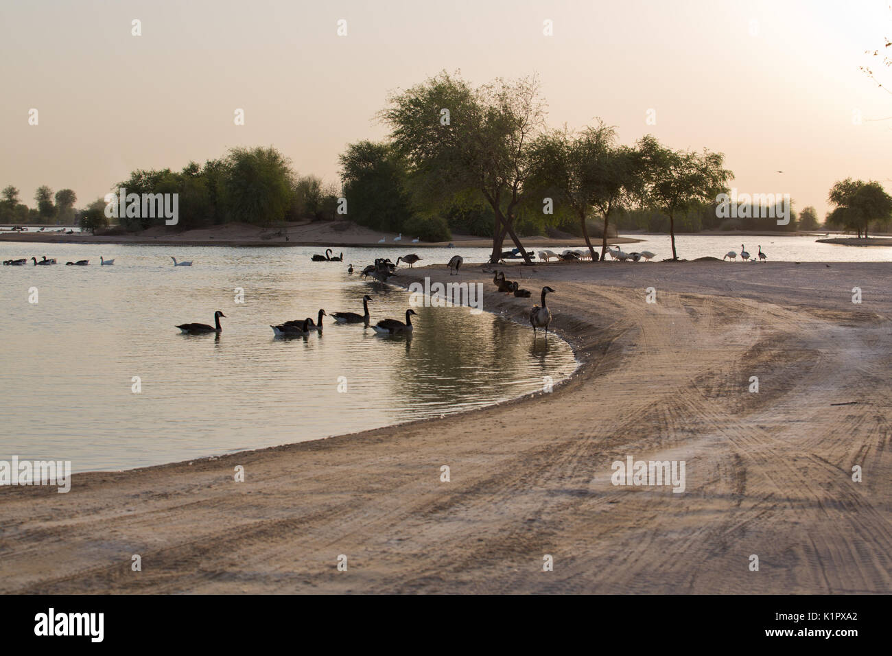 Al Qudra Lakes, Dubai Stock Photo - Alamy