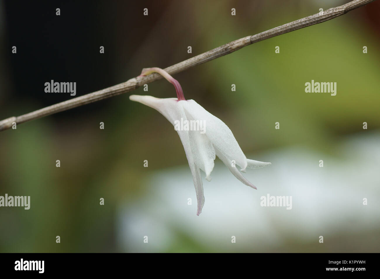 Dendrobium exile hi-res stock photography and images - Alamy