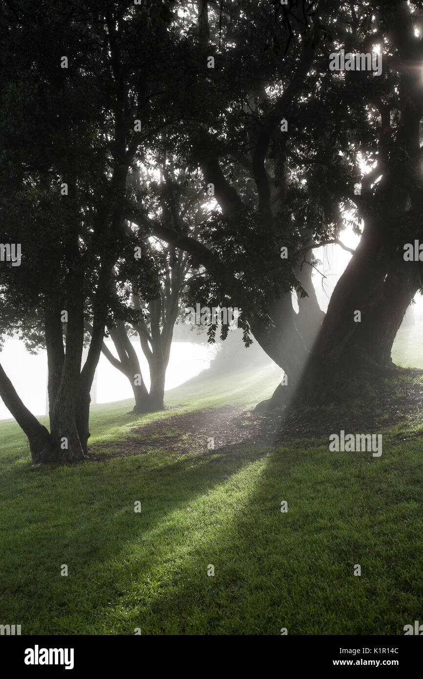 Sunlight Through Mist High Resolution Stock Photography and Images - Alamy