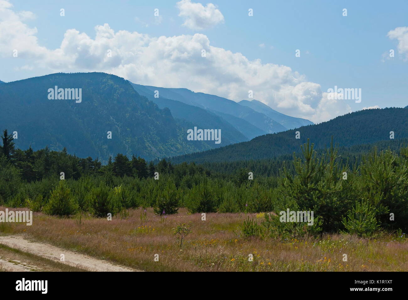 Majestic mountain top overgrown with coniferous forest, glade and path ...