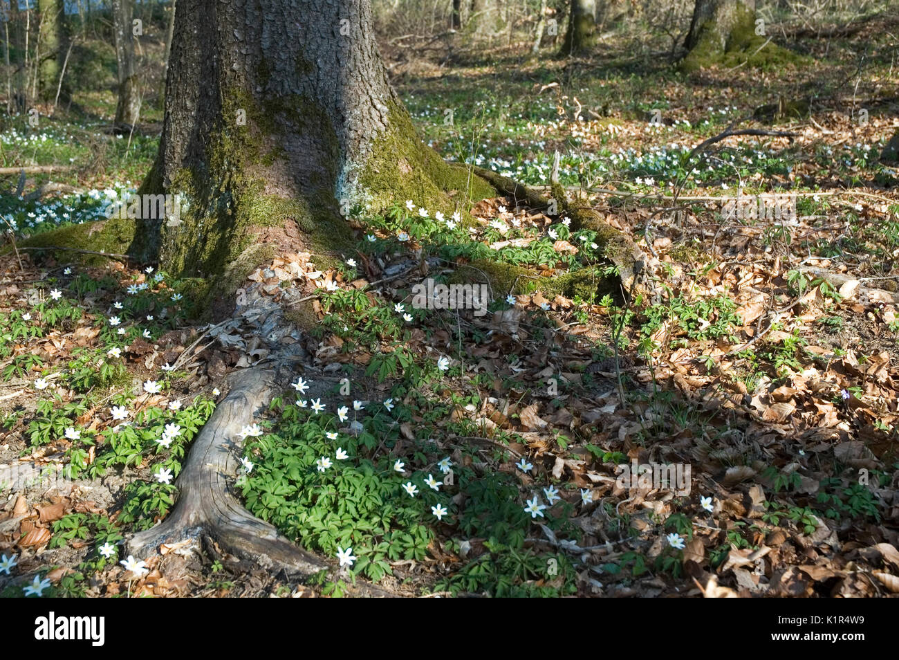 Smell forest floor hi-res stock photography and images - Alamy
