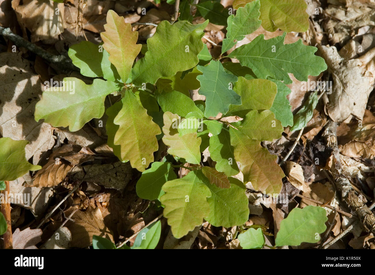 young oak trees Stock Photo - Alamy
