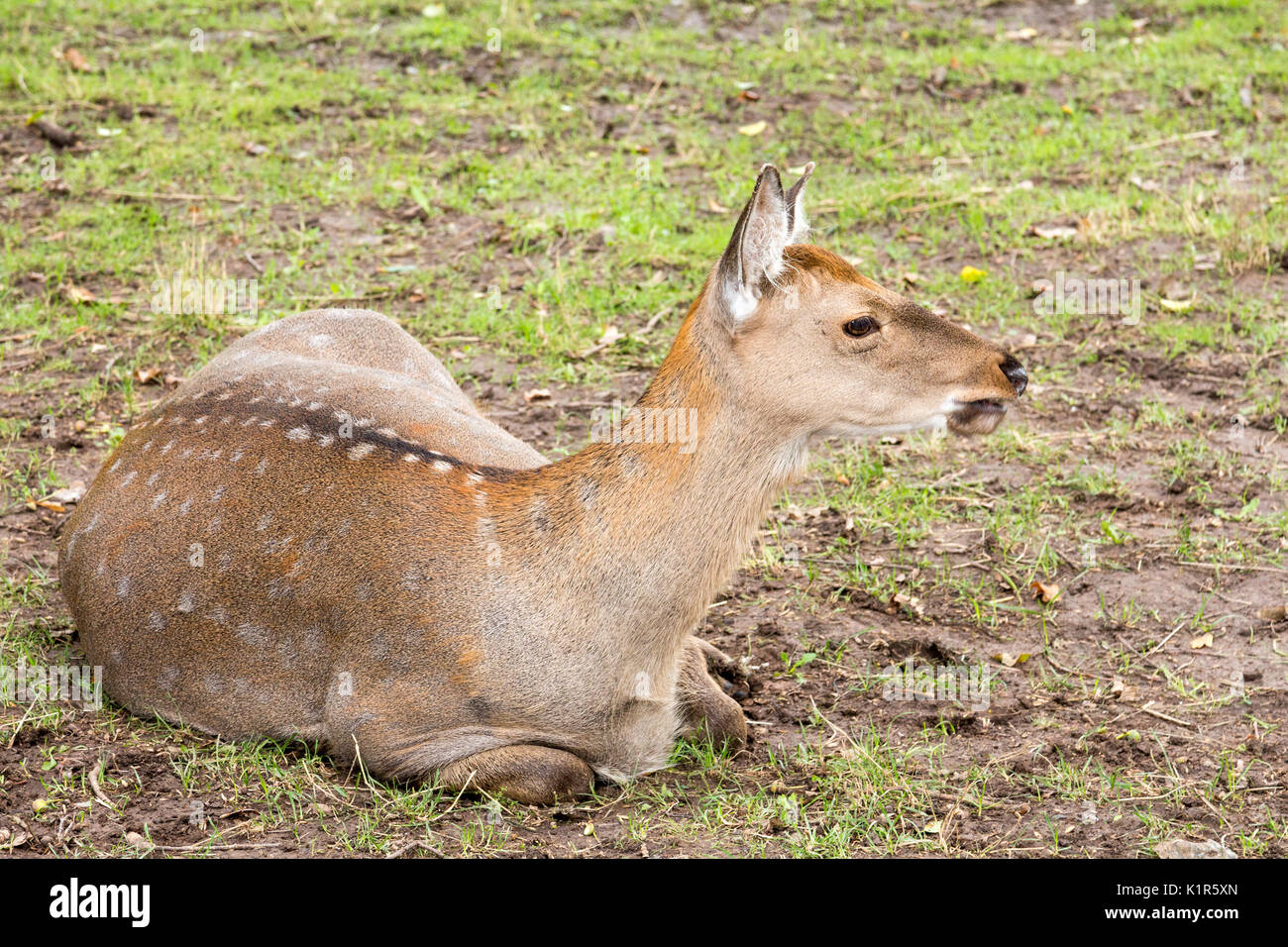 Wild deer Sika lying on the grassland Stock Photo - Alamy