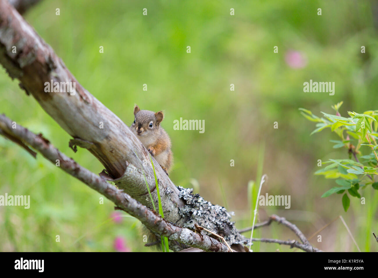Alaska red squirrel hi-res stock photography and images - Alamy
