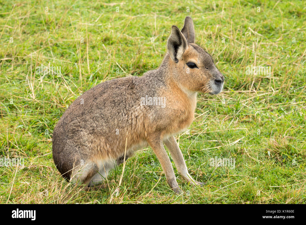 Patagonian Mara (Dolichotis patagonum) - large rodent sitting on grass ...