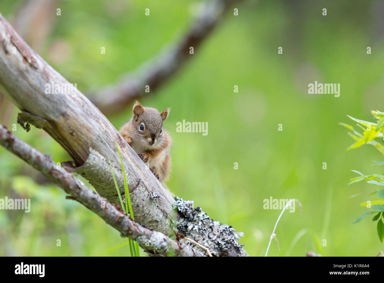 Alaska red squirrel hi-res stock photography and images - Alamy