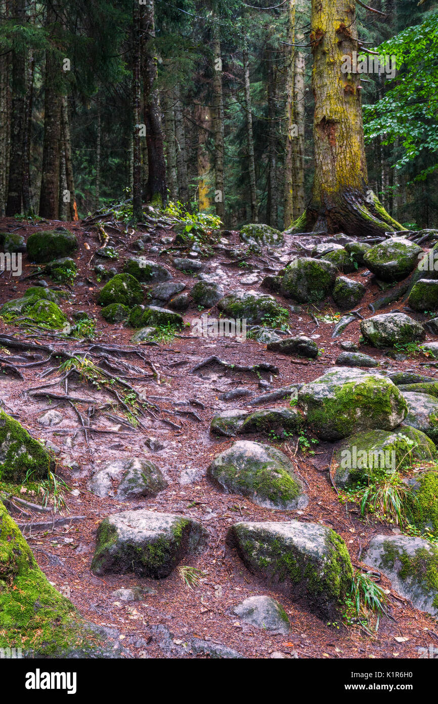 Dark fir forest hi-res stock photography and images - Alamy