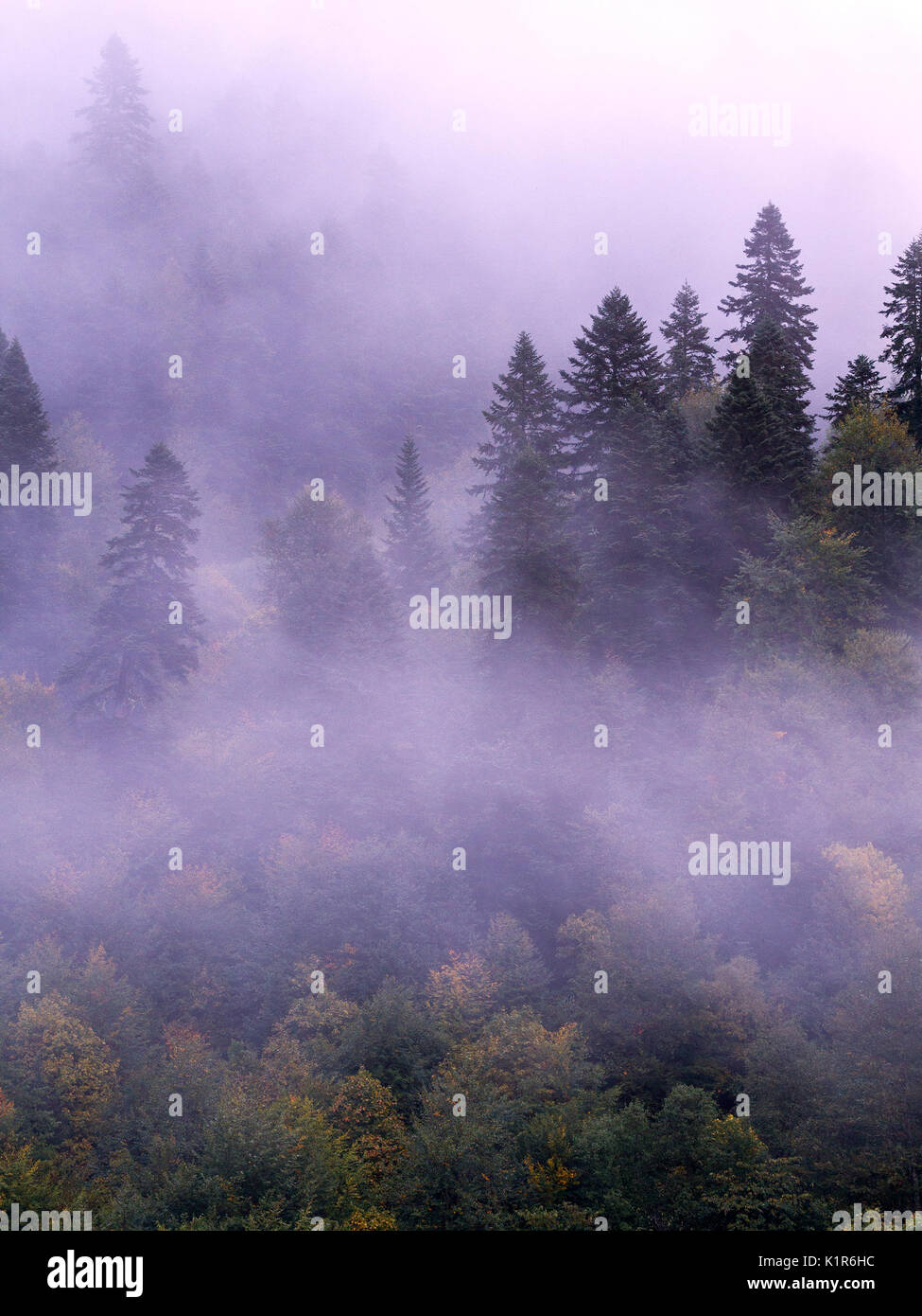 Fir-tree forest (wood) in mountain area by an autumn morning covered by ...