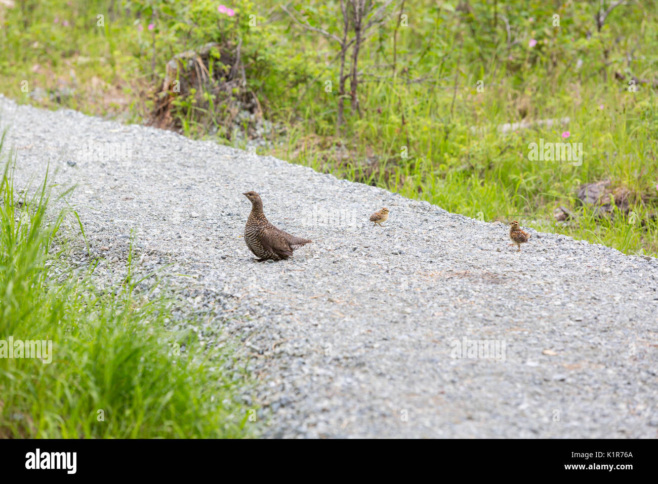 Spruce grouse chick hi-res stock photography and images - Alamy