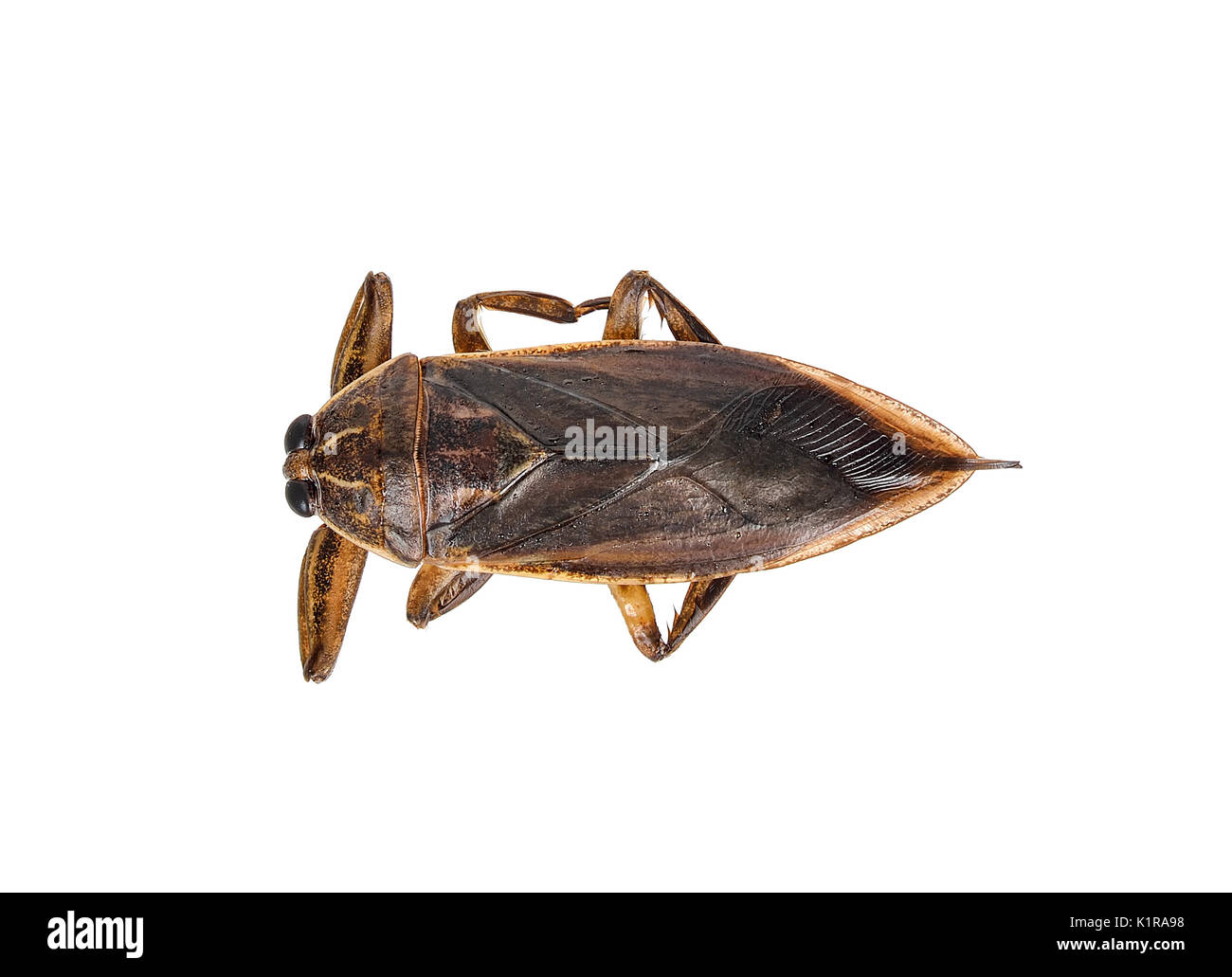 Lethocerus indicus hi-res stock photography and images - Alamy