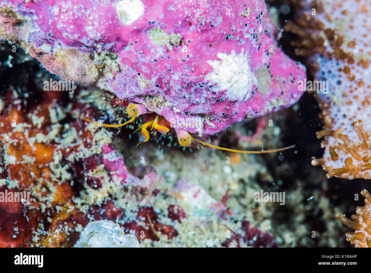 Hermit crab, Dardanus crassimanus (H. Milne Edwards, 1836), looking ...