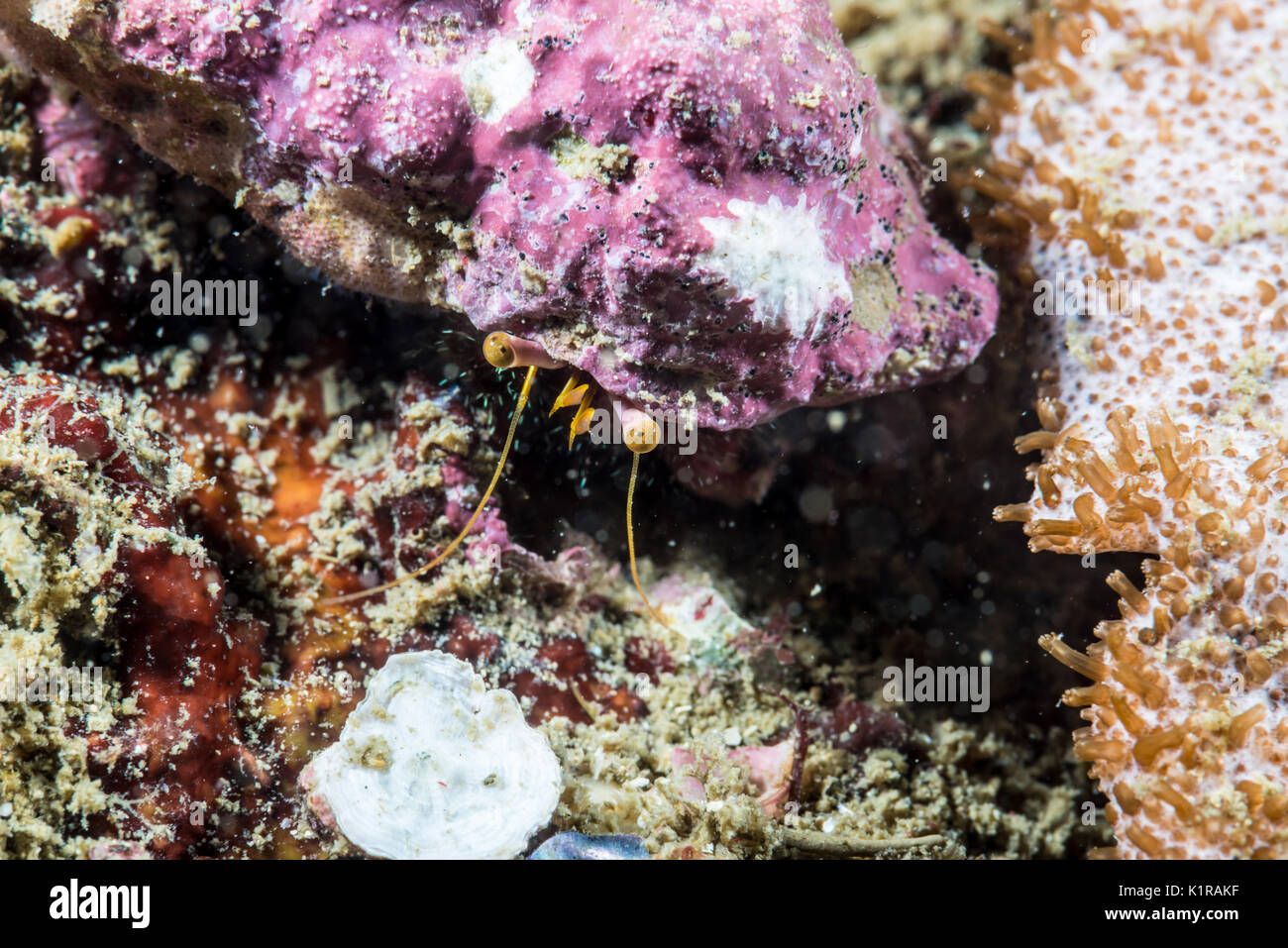 Dardanus crassimanus hi-res stock photography and images - Alamy