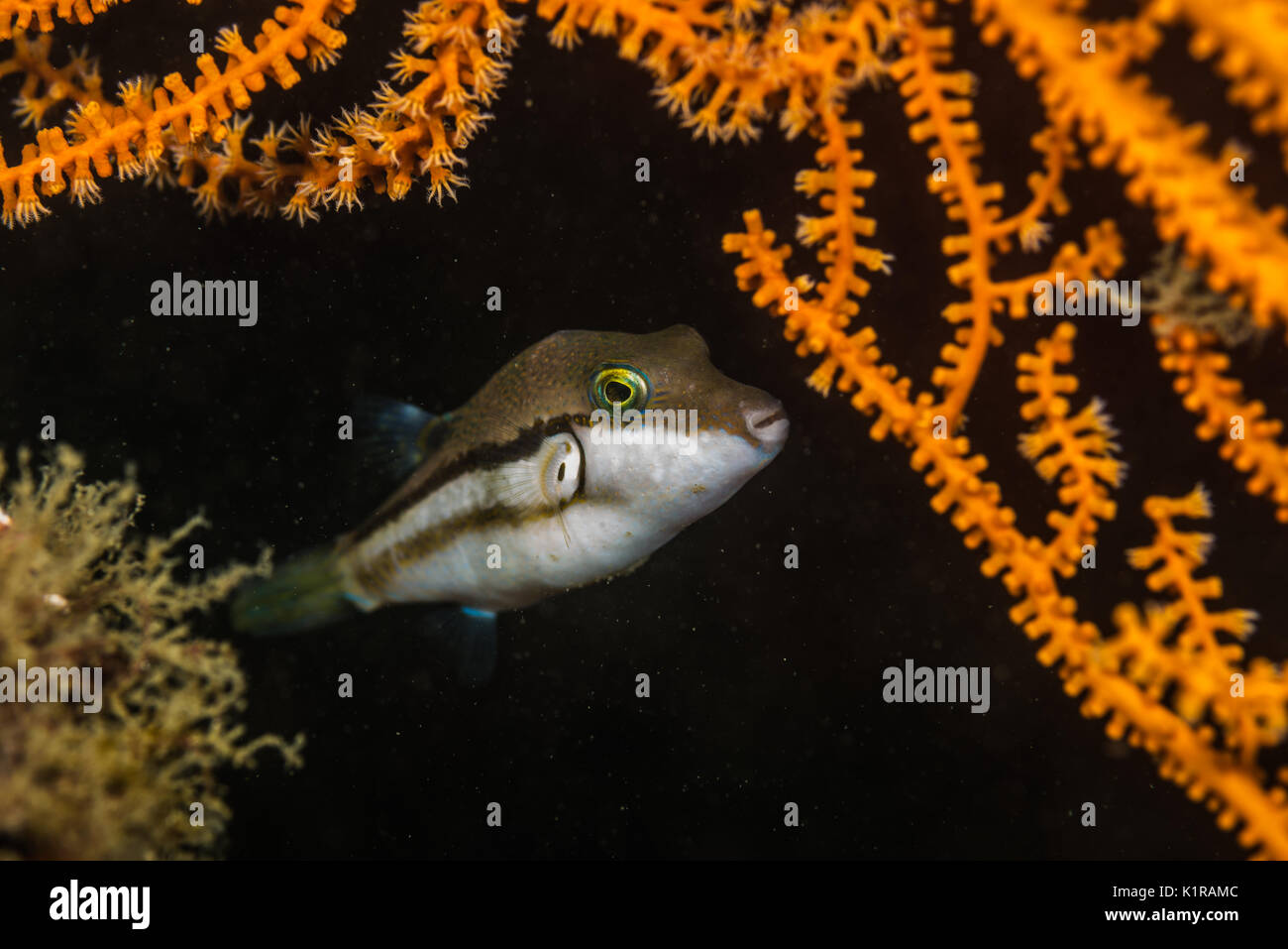 Scribbled toby, Canthigaster rivulata (Temminck and Schlegel), swimming ...