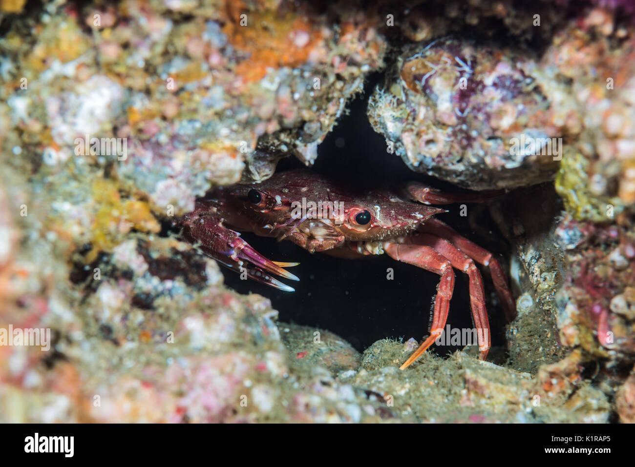Charybdis crab hi-res stock photography and images - Alamy
