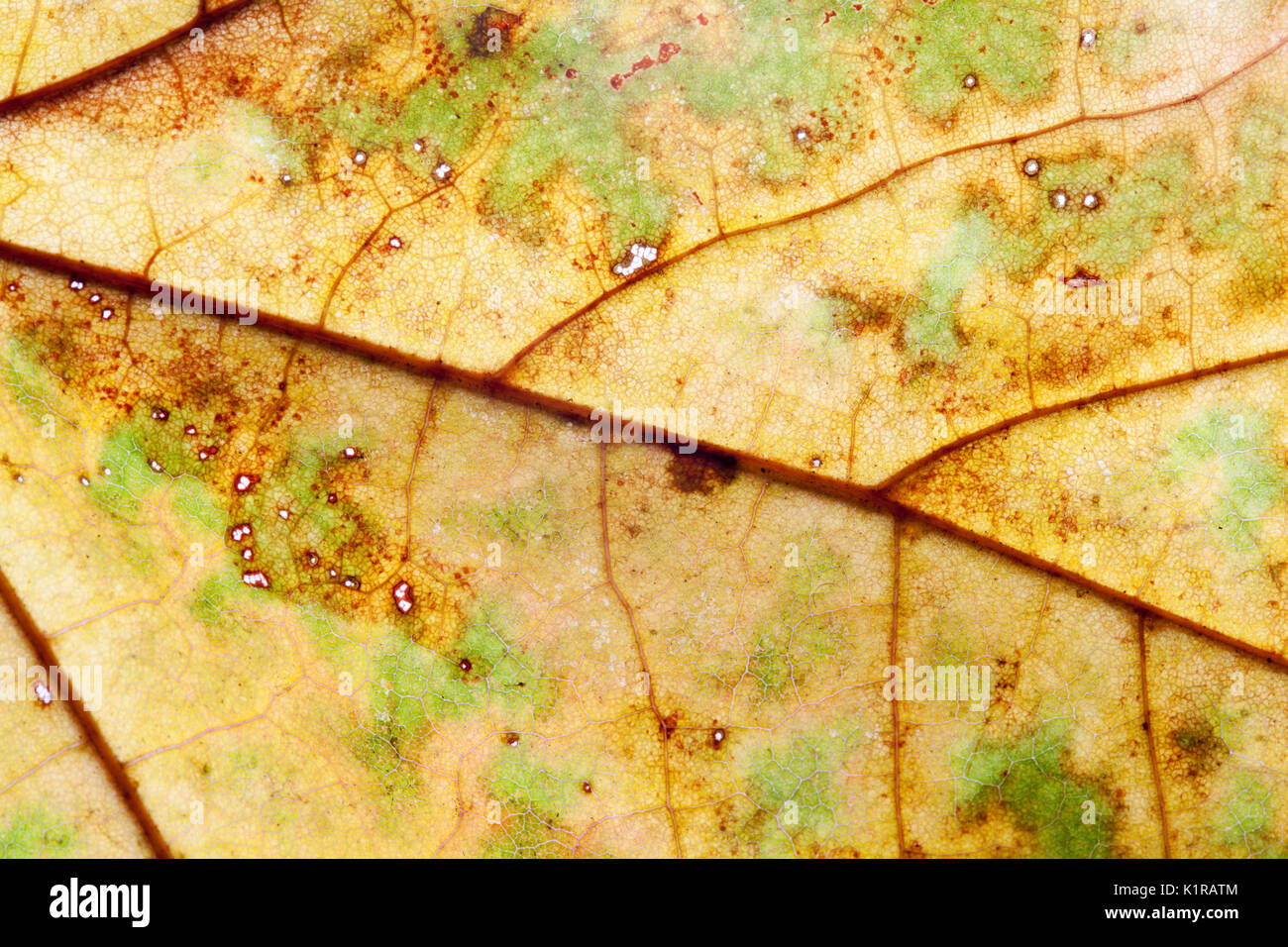 Variegated leaf ash hi-res stock photography and images - Alamy