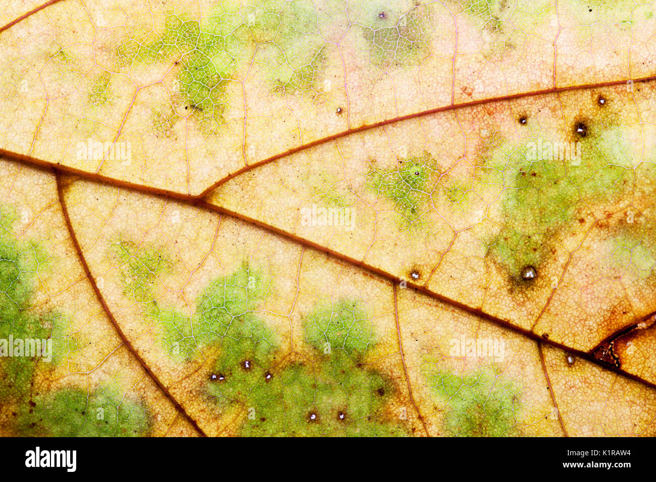 Variegated maple leaf hi-res stock photography and images - Alamy
