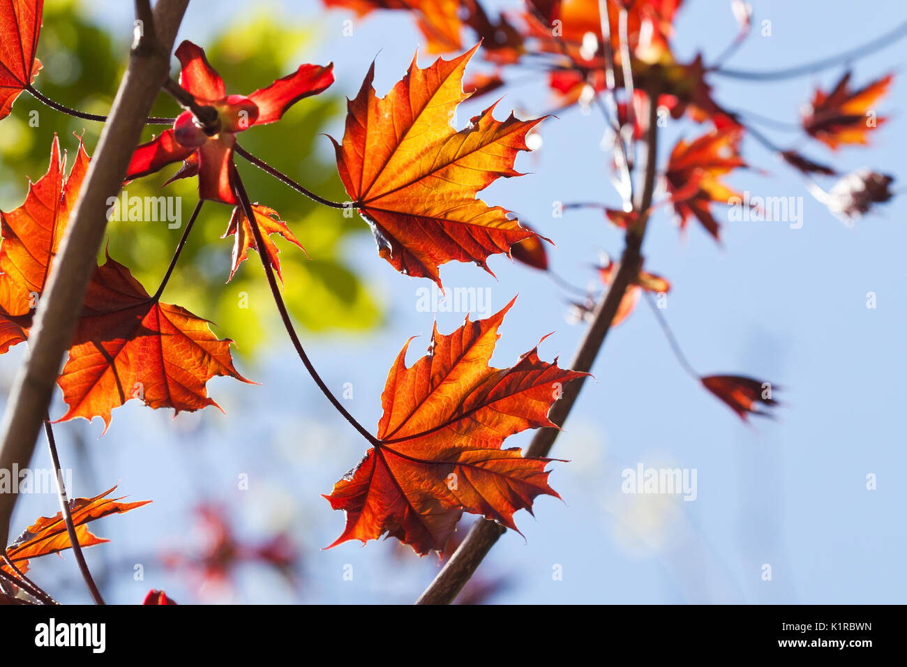Budding japanese maple hi-res stock photography and images - Alamy