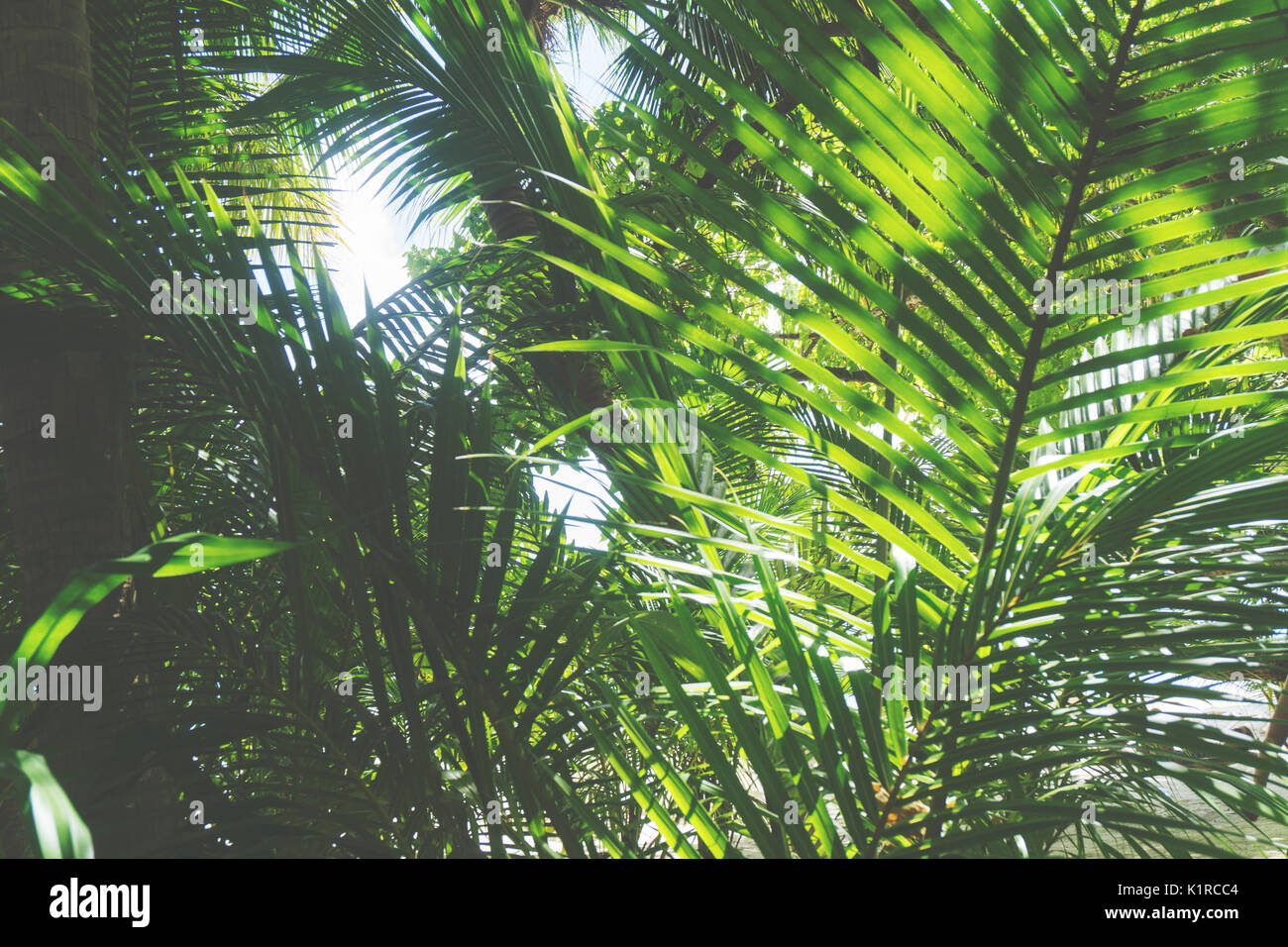 Tropical palm tree leaf background Stock Photo - Alamy