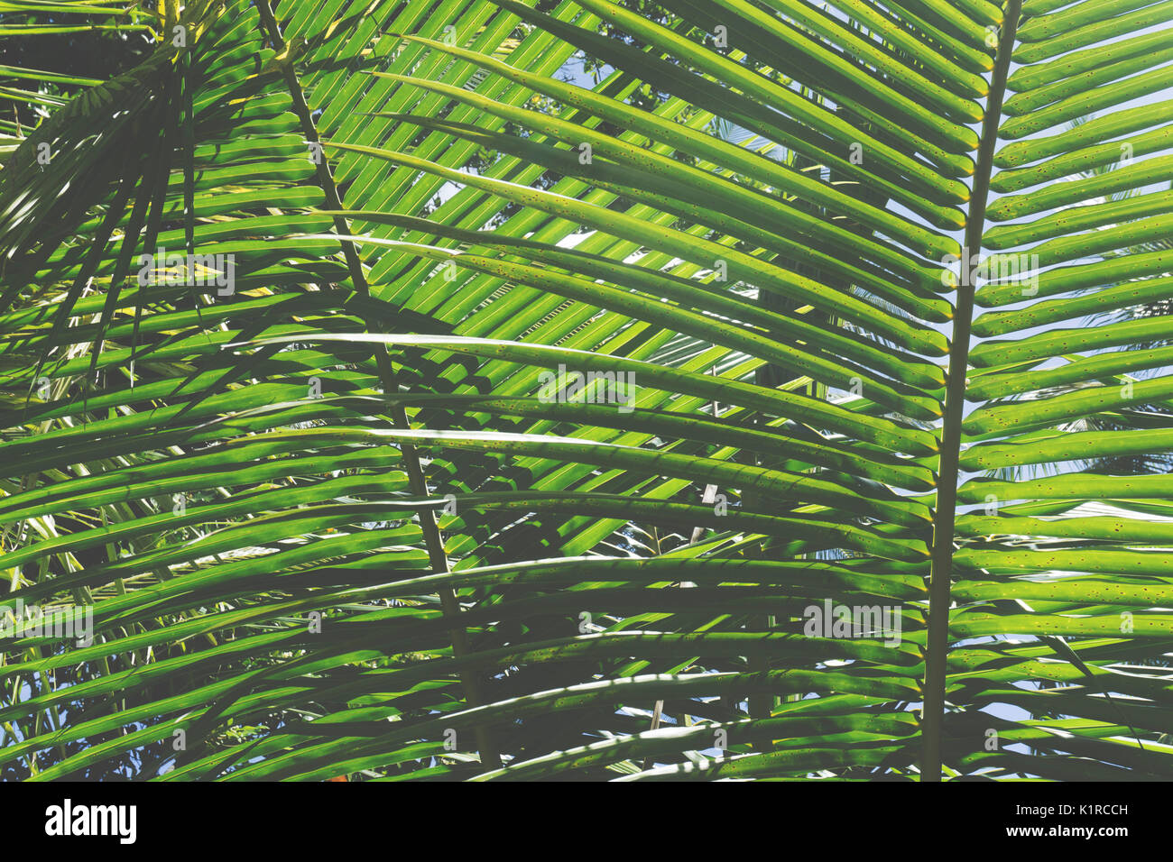 Tropical palm tree leaf background Stock Photo - Alamy