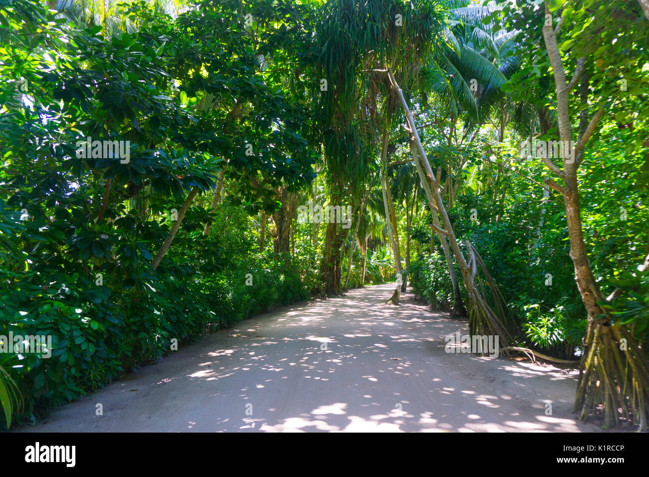 Sand pathway through tropical green plants Stock Photo - Alamy