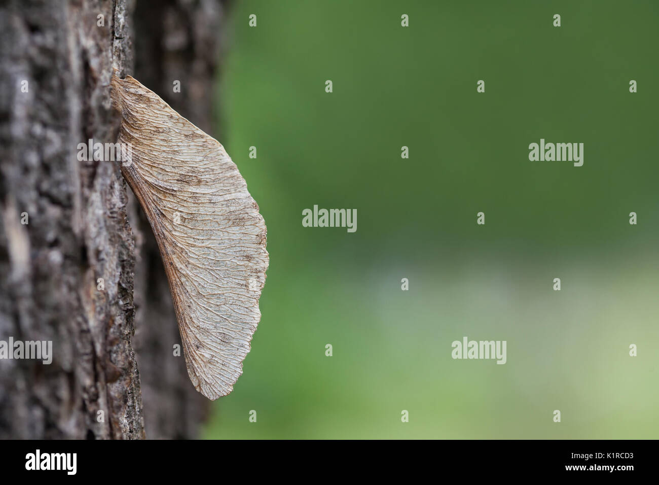 Field maple helicopter hi-res stock photography and images - Alamy