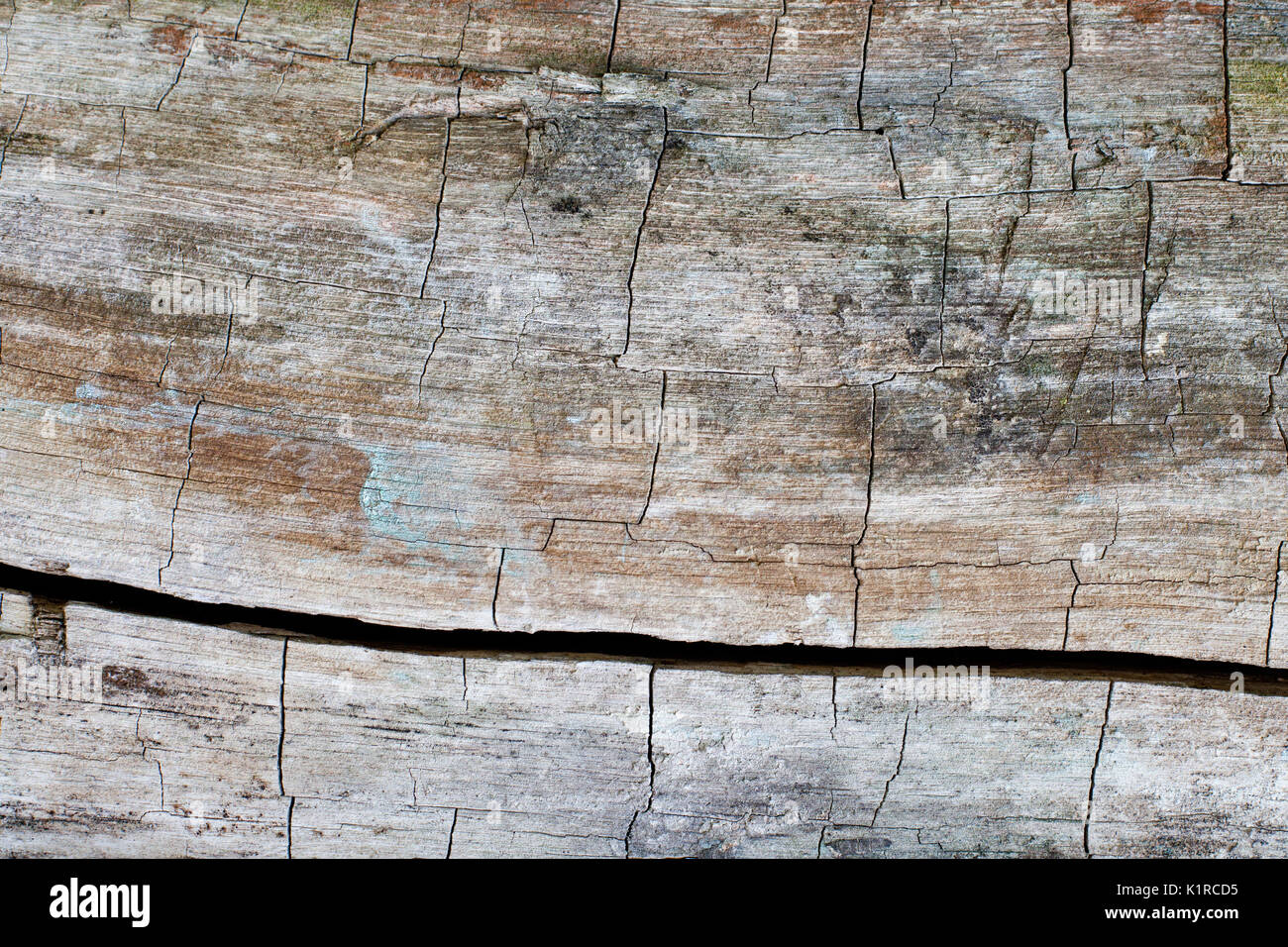 Sapwood and heartwood hi-res stock photography and images - Alamy