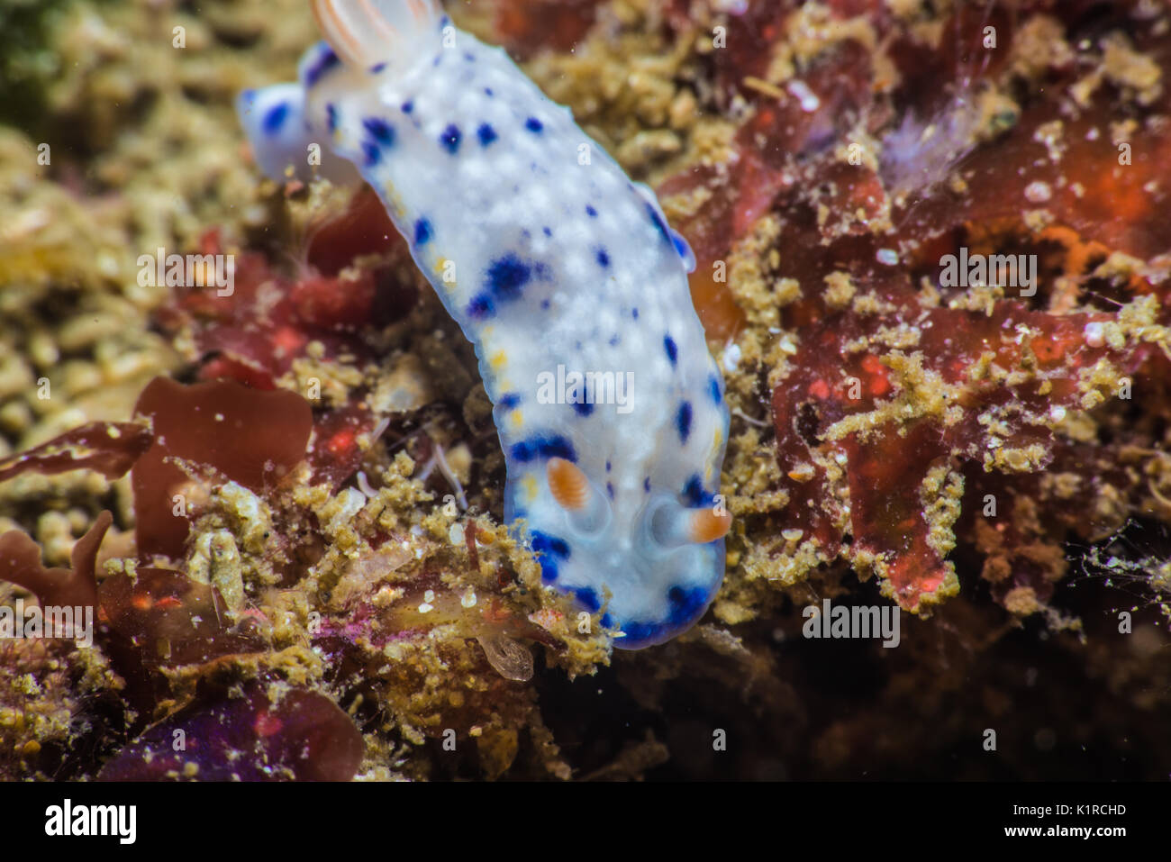 Nudibranch crawling around on coral reef to food Stock Photo - Alamy