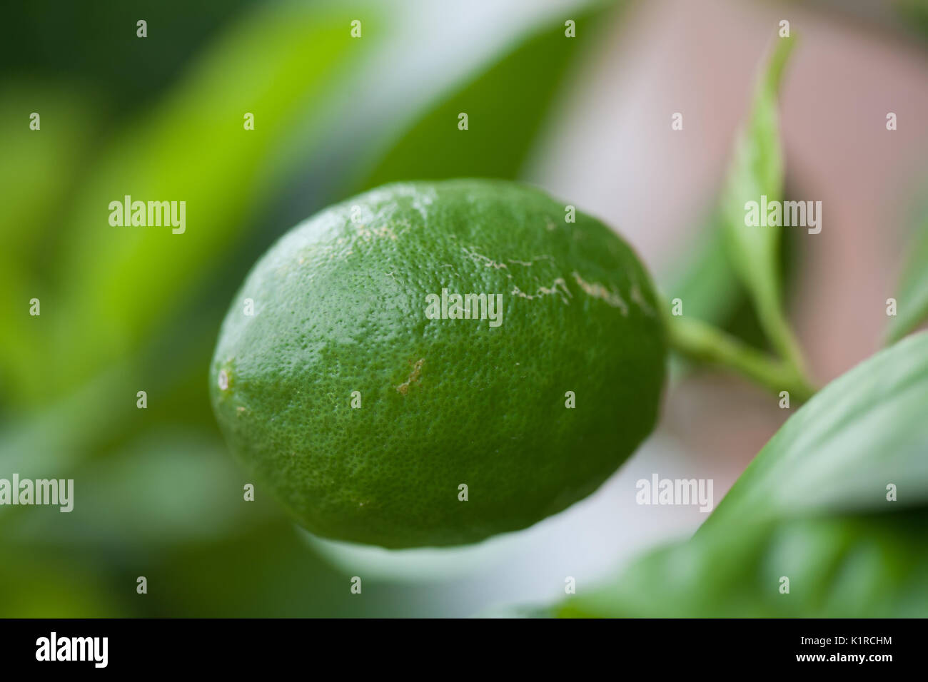 Ripe florida citrus hi-res stock photography and images - Alamy