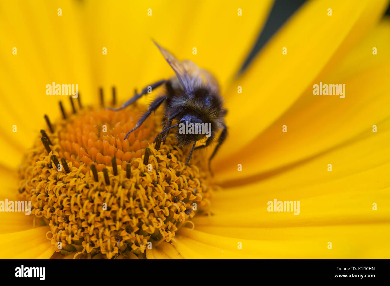Honeysuckle and bumblebee hi-res stock photography and images - Alamy