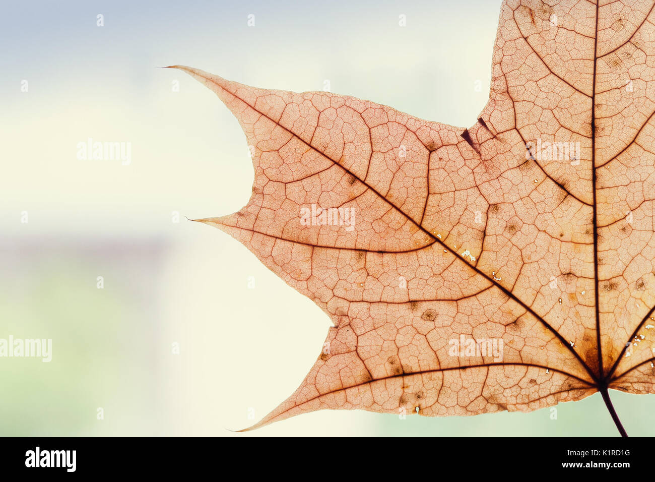 Brown maple leaf Stock Photo - Alamy