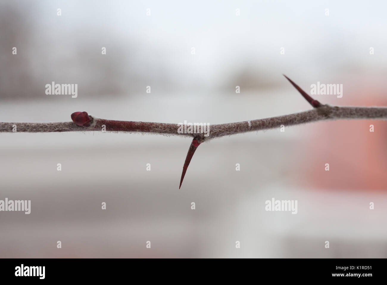 Thorn Tree Branch With Flowers High Resolution Stock Photography and ...