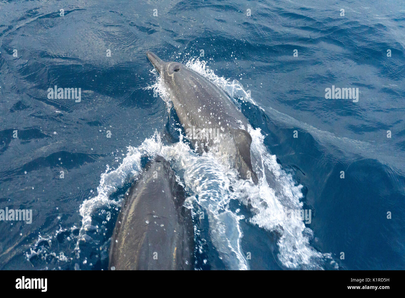 Spinner dolphin maldives hi-res stock photography and images - Alamy