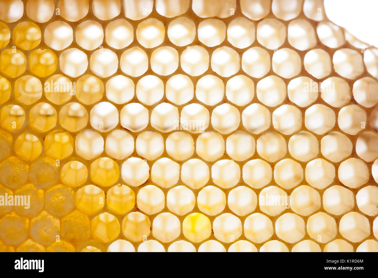 Transparency honeycomb hi-res stock photography and images - Alamy