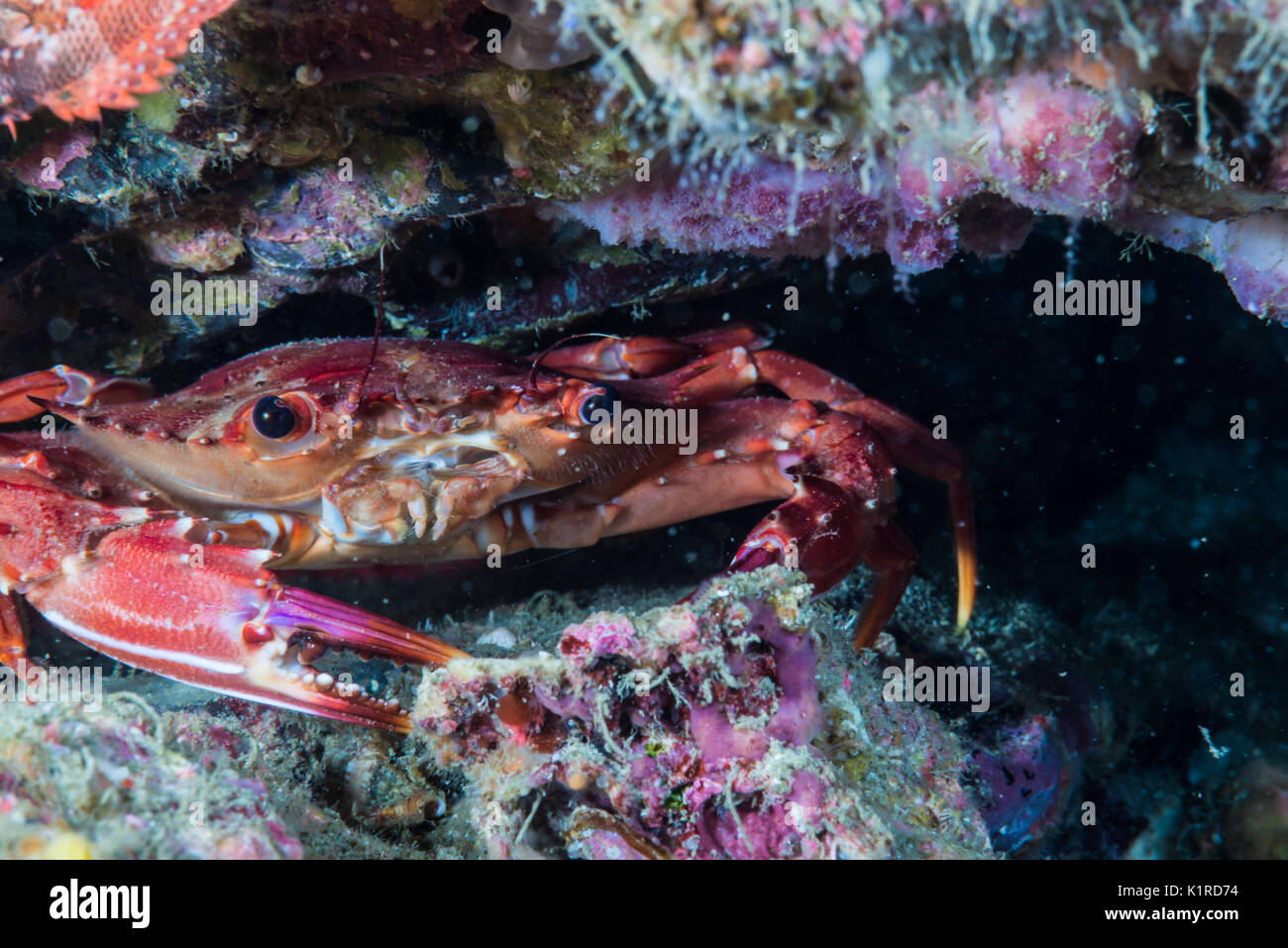 Crawling crabs hi-res stock photography and images - Alamy