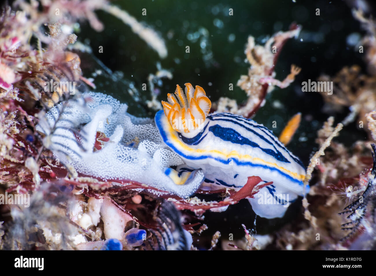 Nudibranch Egg laying , Hypselodoris maritima (Baba, 1949). Depth 12m ...