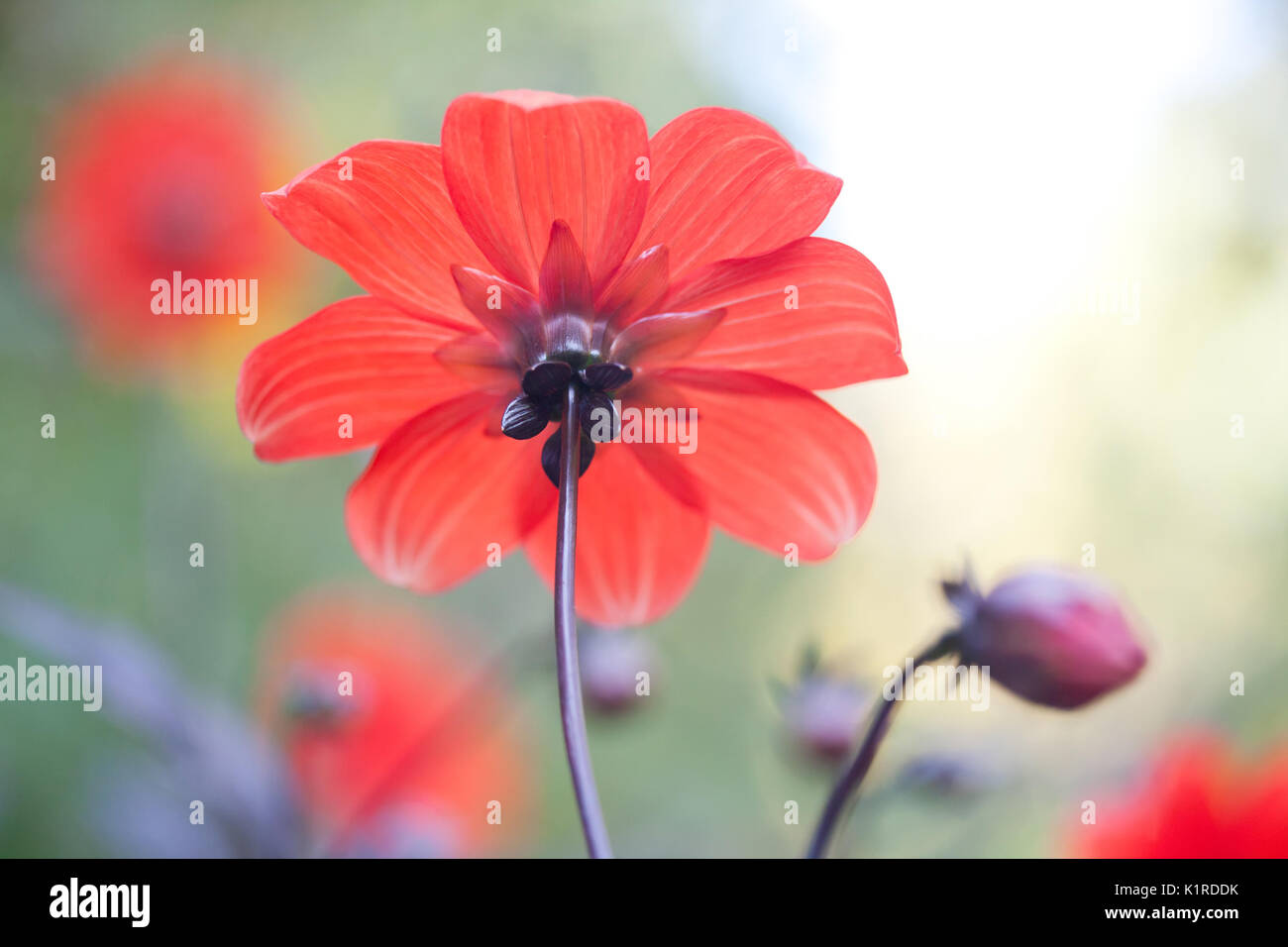 Perfect poster flowers hi-res stock photography and images - Alamy