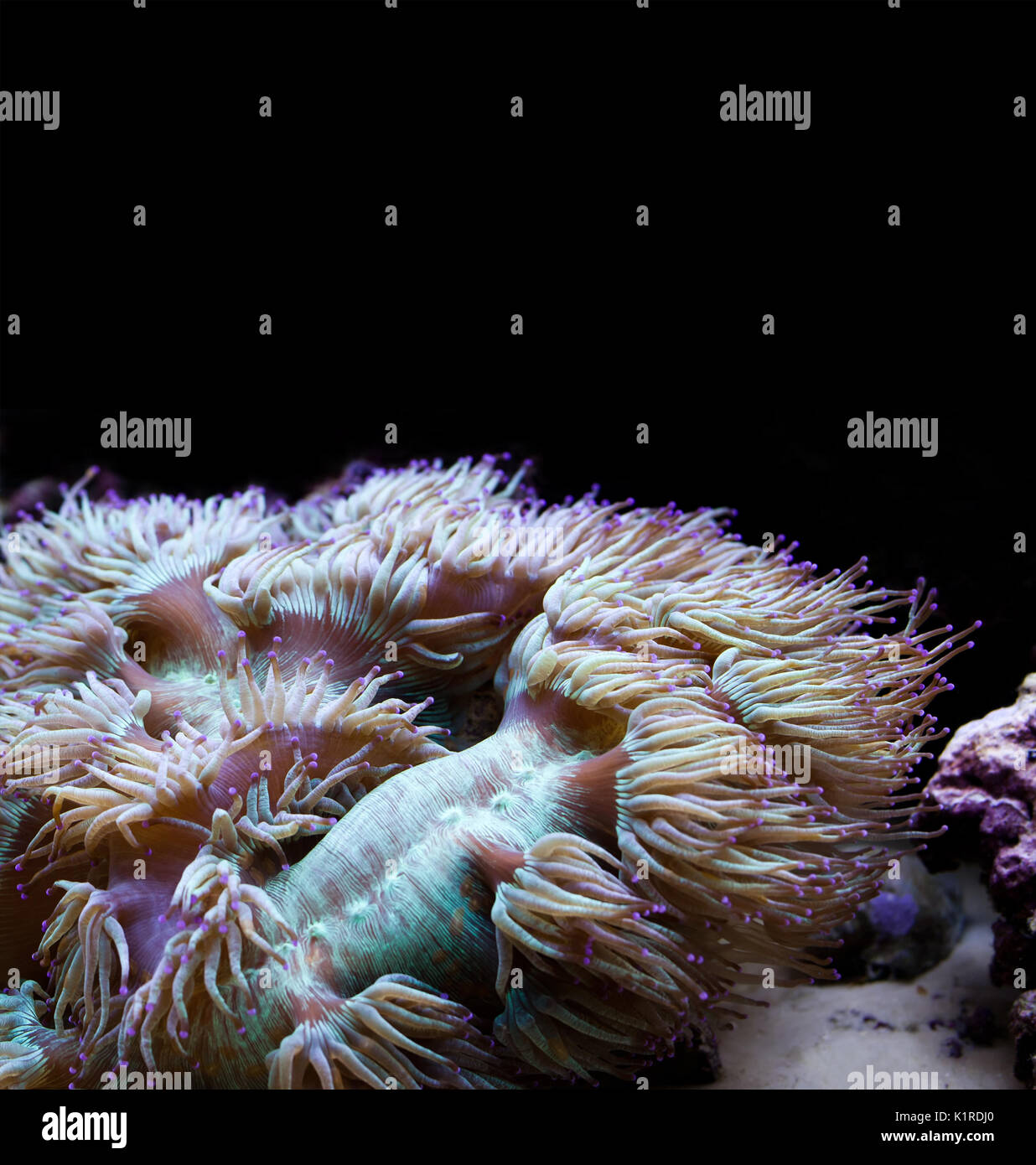 Toxic to invertebrates hi-res stock photography and images - Alamy