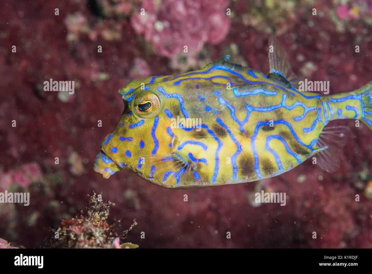 Colorful boxfish swimming around coral reef. Depth 10m Stock Photo - Alamy