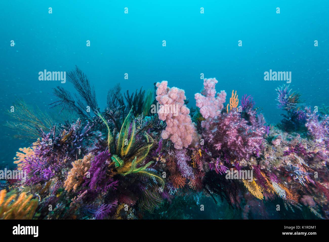 colorful underwater flower garden, depth 18m Stock Photo - Alamy